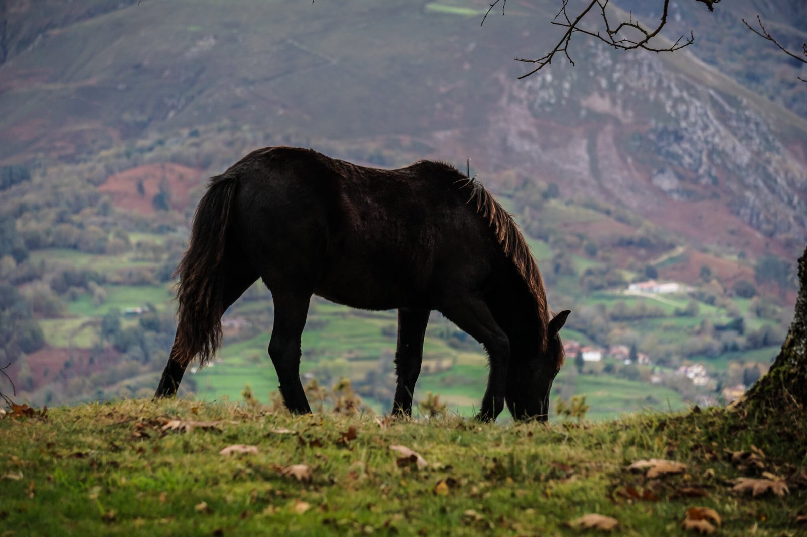 Conociendo al asturcón - El 21 | Asturias